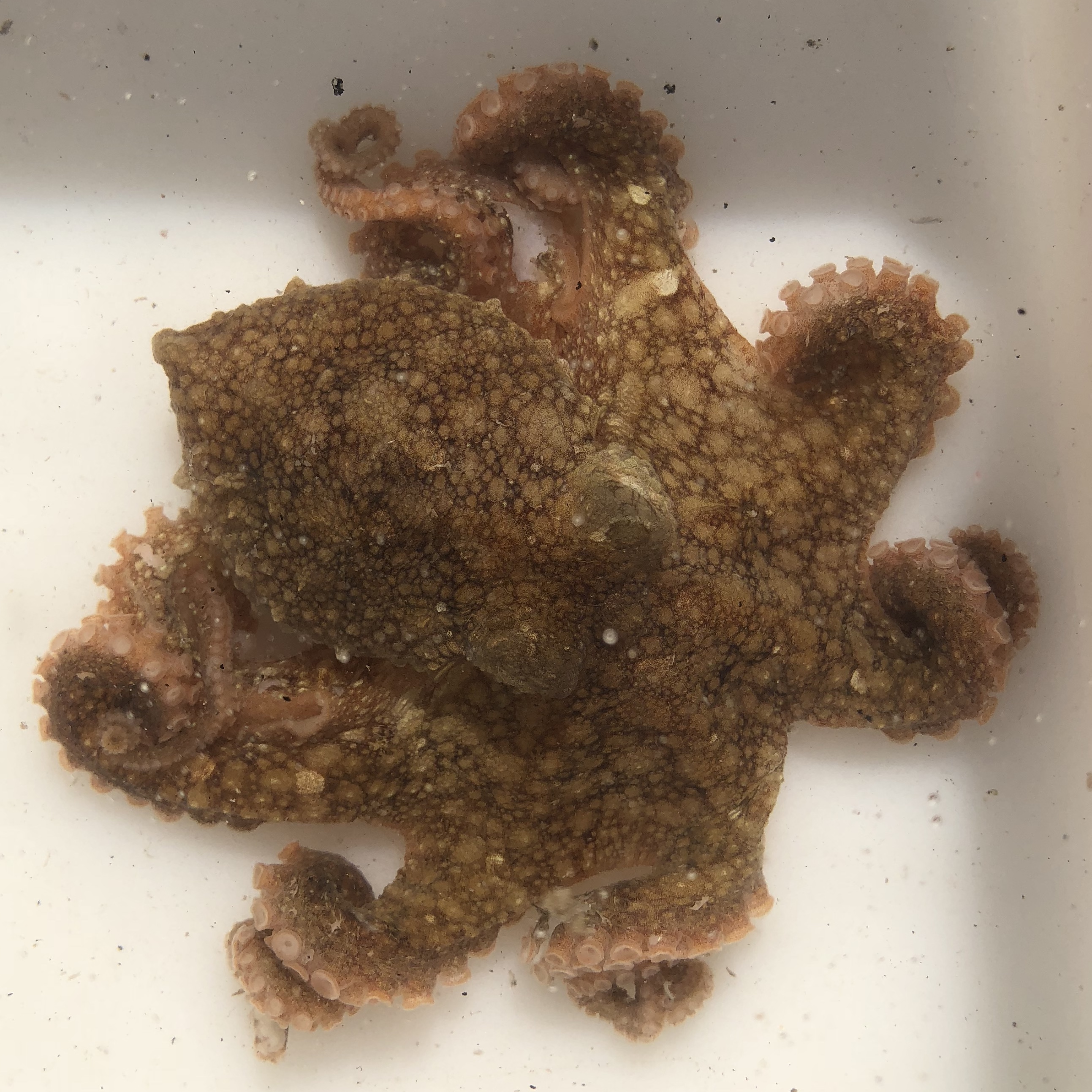 Octopus Californicus – Spindrift