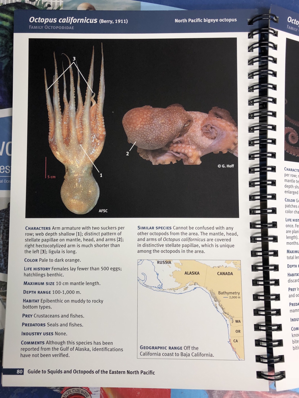 Octopus Californicus – Spindrift